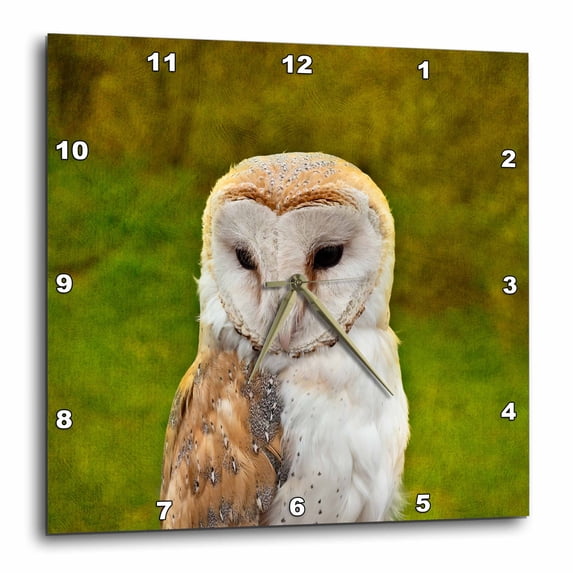 3drose, Closeup View of an Adorable Owl Bird, Textured Green Background ...