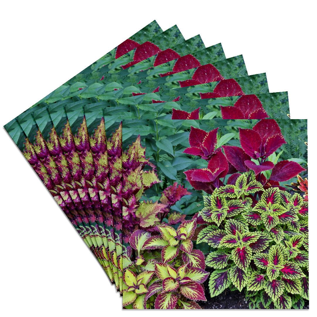 3drose, Coleus in Garden Planters., Set of 8 Ceramic Tile Coasters ...