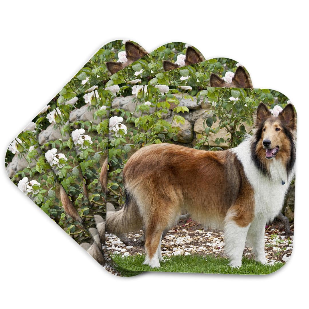 3drose, Collie Dog in Front of White Roses - Na02 Zmu0103 - Zandria ...