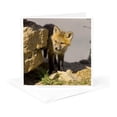 3drose, Colorado, Breckenridge. Red Fox - Us06 Bja0060 - Jaynes Gallery ...