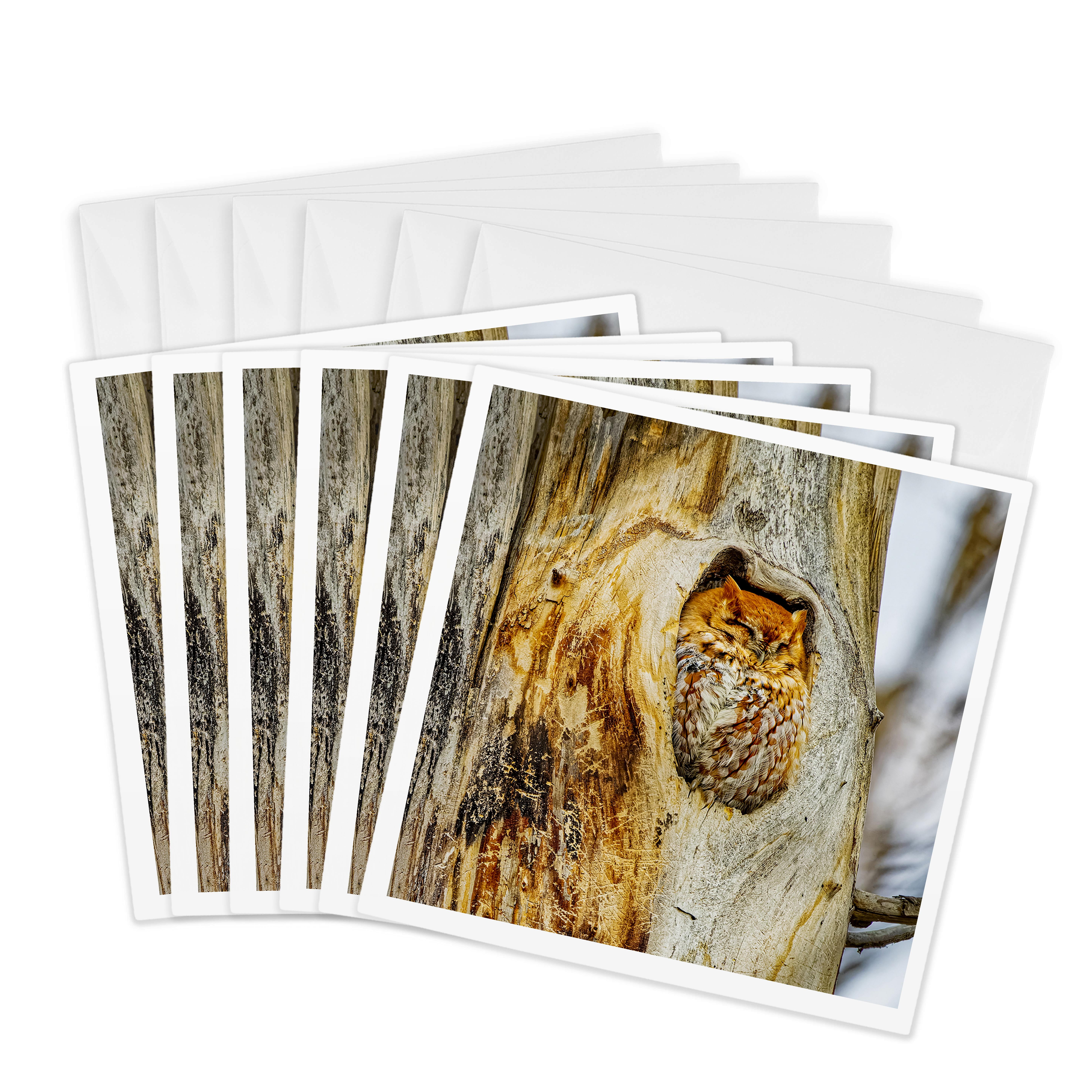 3drose, Colorado, Fort Collins. Eastern Screech Owl in Tree Hole., 6 ...