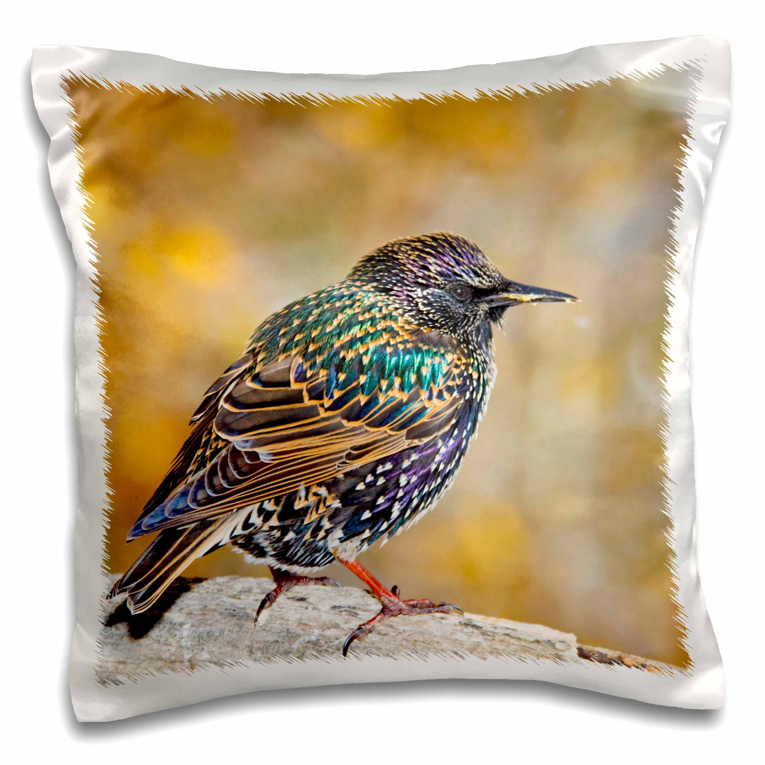 3drose, Colorado, Frisco. Starling Bird - Us06 Bja0105 - Jaynes Gallery ...