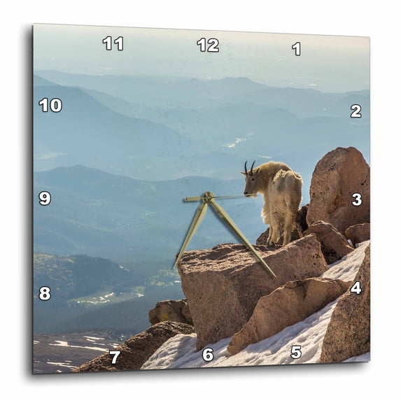 3drose, Colorado, Mt. Evans. Mountain Goat on Rocky Overlook., 10x10 ...