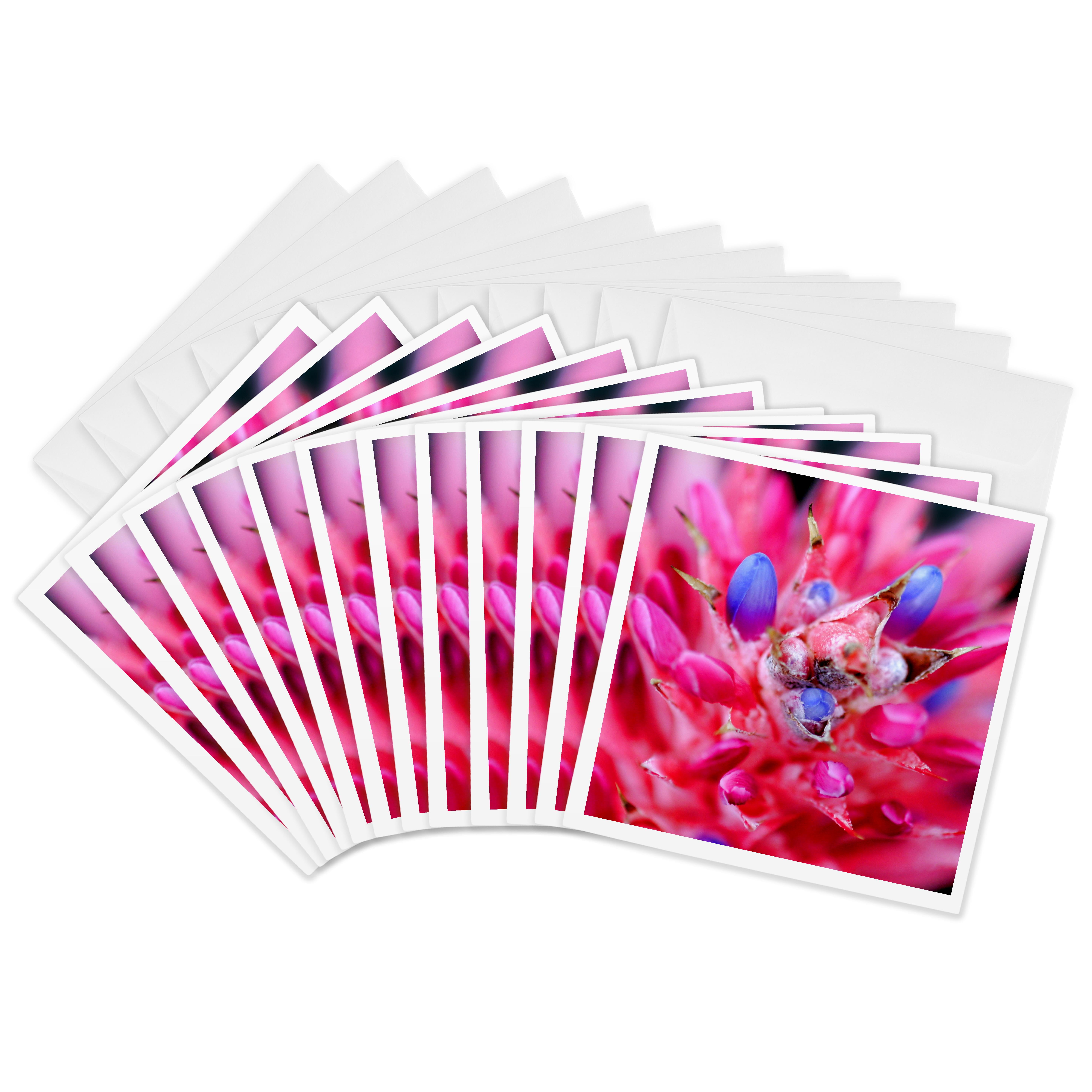 3drose, Colorful Flower of a Cactus Bromeliad - Nature, Pink, Blue ...