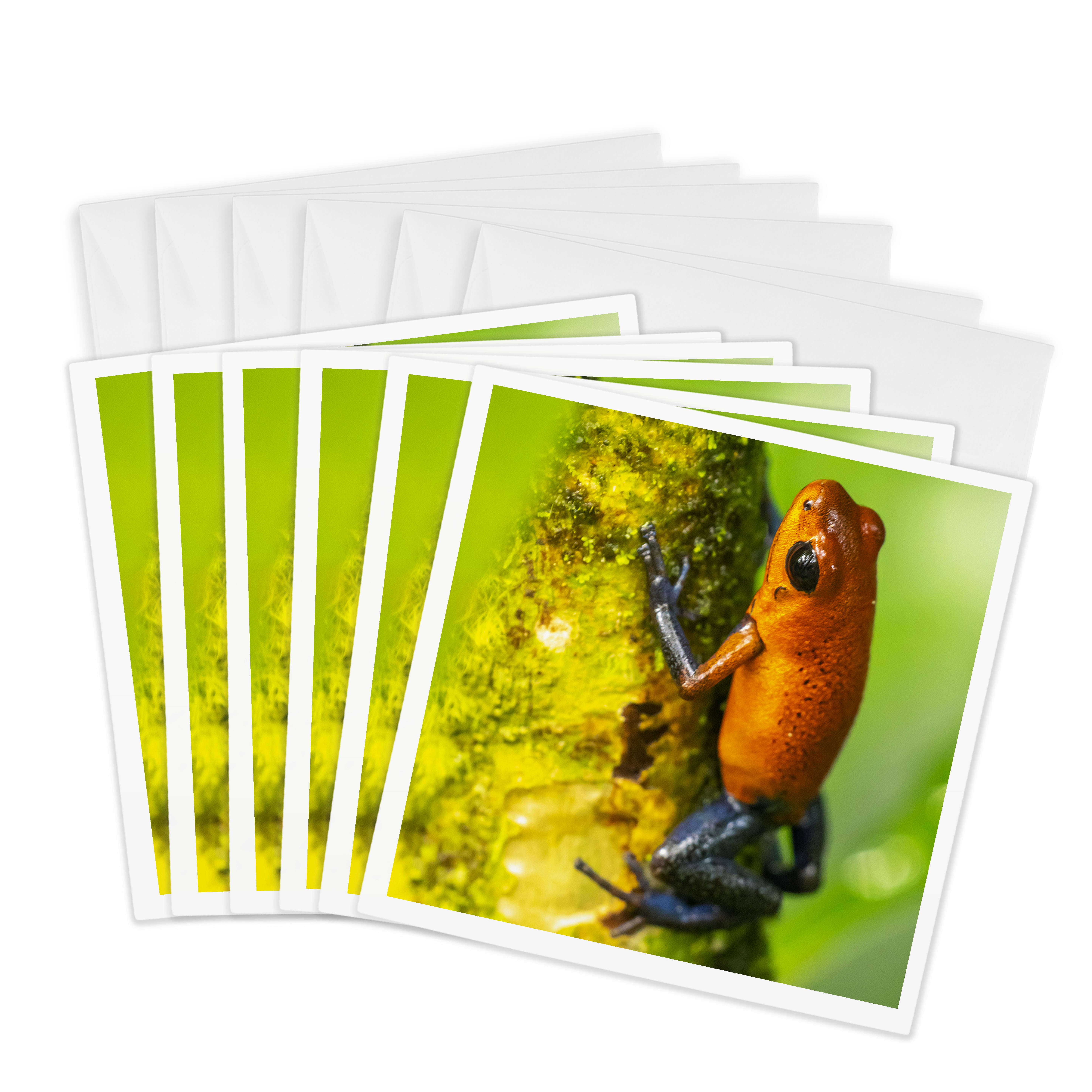 3drose, Costa Rica. Strawberry Poison Dart Frog on Tree Trunk., 6 ...