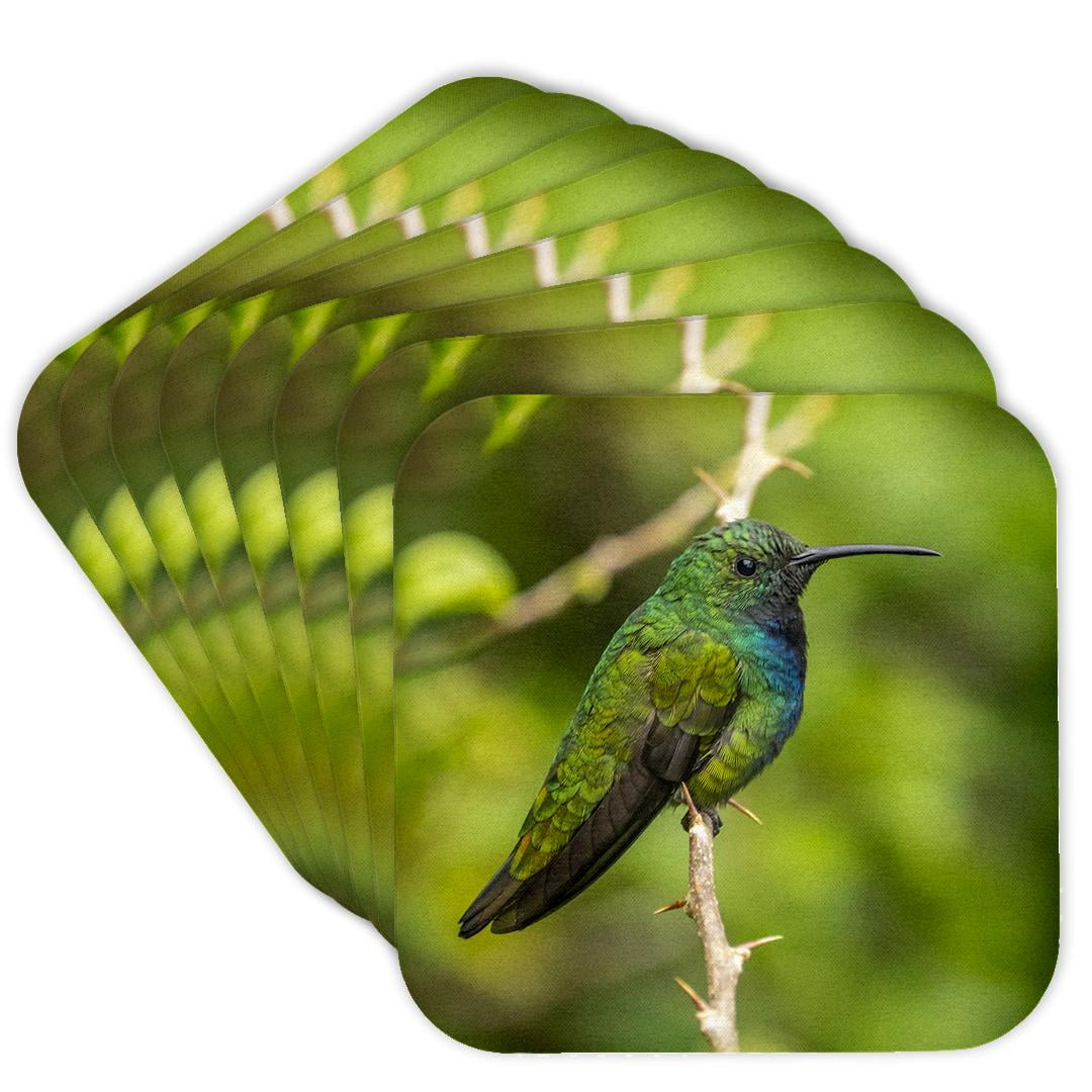 3drose, Costa Rica, Tuis Valley. Green-breasted Mango Hummingbird on ...