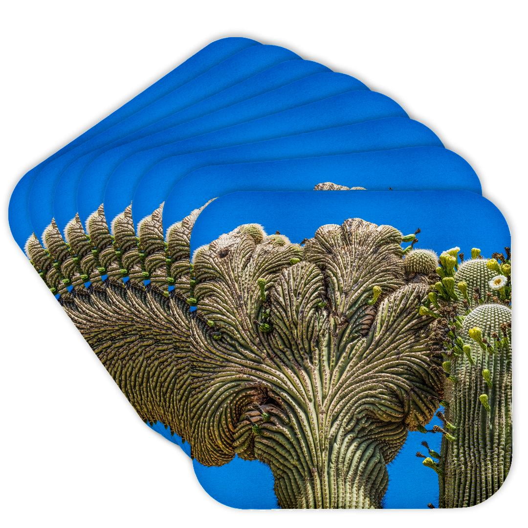3drose, Crested Saguaro in Bloom, Desert Botanical Garden, Phoenix ...