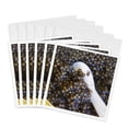 3drose, Cuisines, Black Caviar, Gironde, Aquitaine, France - Eu09 ...