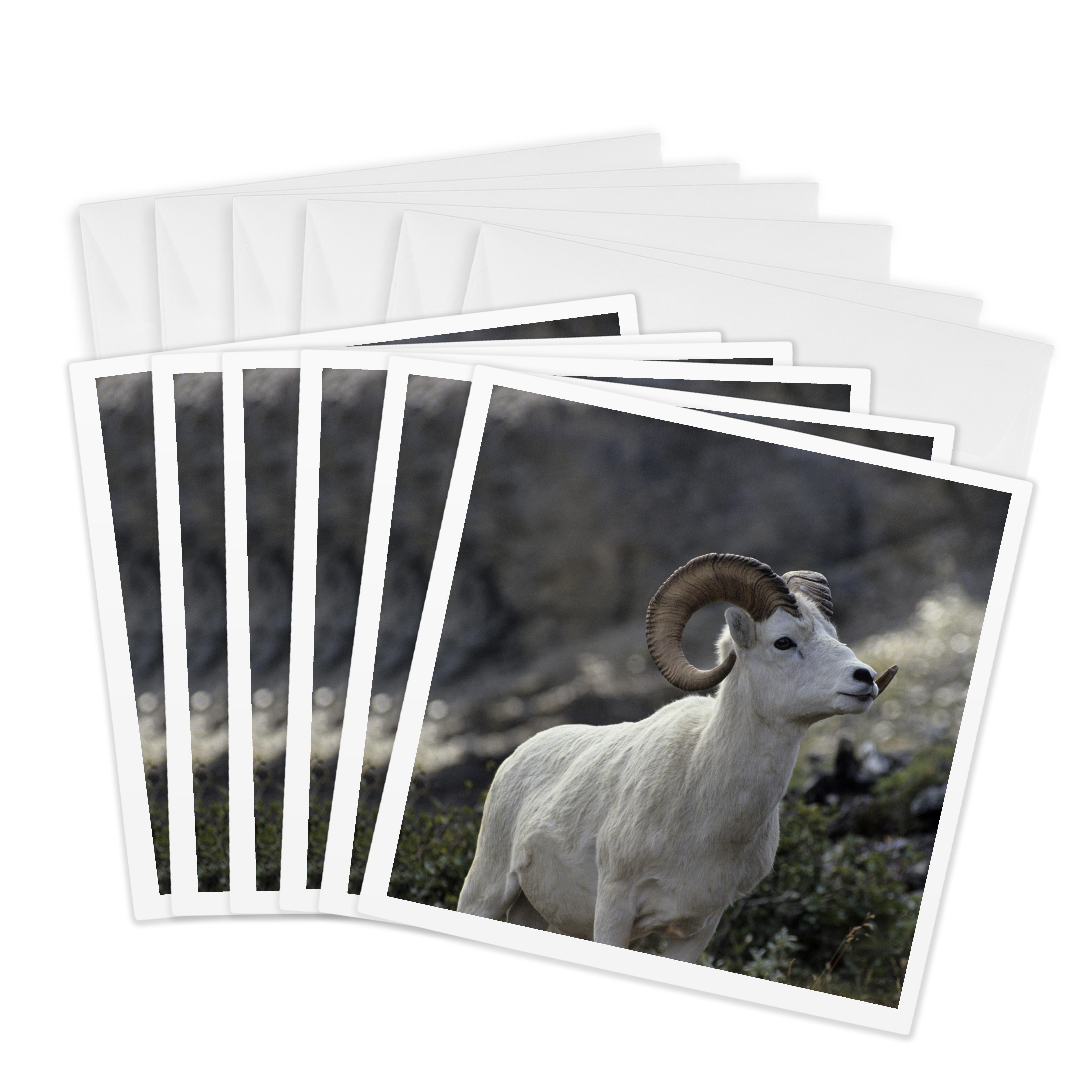 3drose, Dall Sheep, Dall Ram, Wildlife, Denali, Alaska Usa- Us02 ...