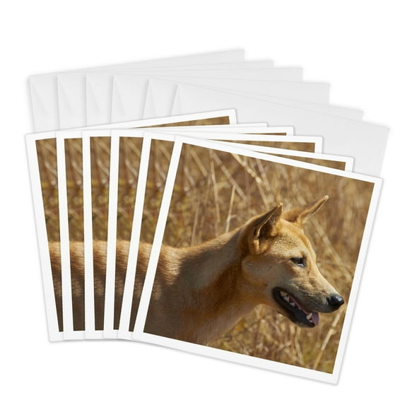 3drose, Dingo Wildlife, Kakadu Np, Northern Territory, Australia-au01 Dwa4451 - David Wall, 6 ...