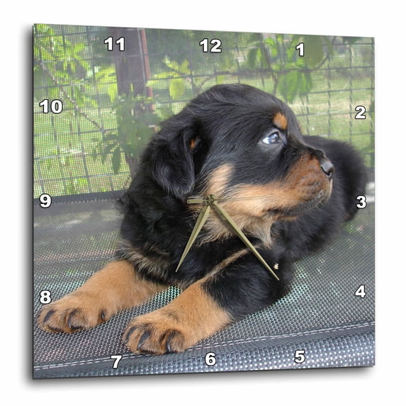 3drose, Dog Rottweiler Puppy, 10x10 Wall Clock - Walmart.com