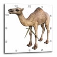 3drose, Dromedary Camel in Near Side Profile, 10x10 Wall Clock ...