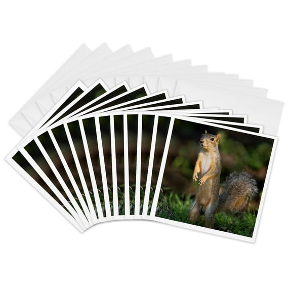3drose, Eastern Fox Squirrel Watching for Predators, 12 Greeting Cards ...