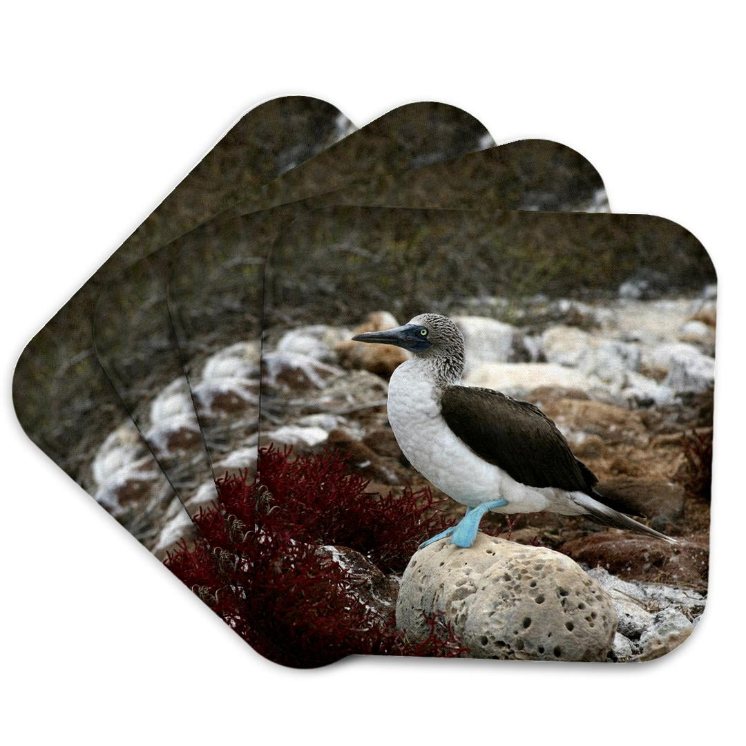 3drose, Ecuador, Galapagos Islands, Blue Footed Booby Colony - Sa07 ...