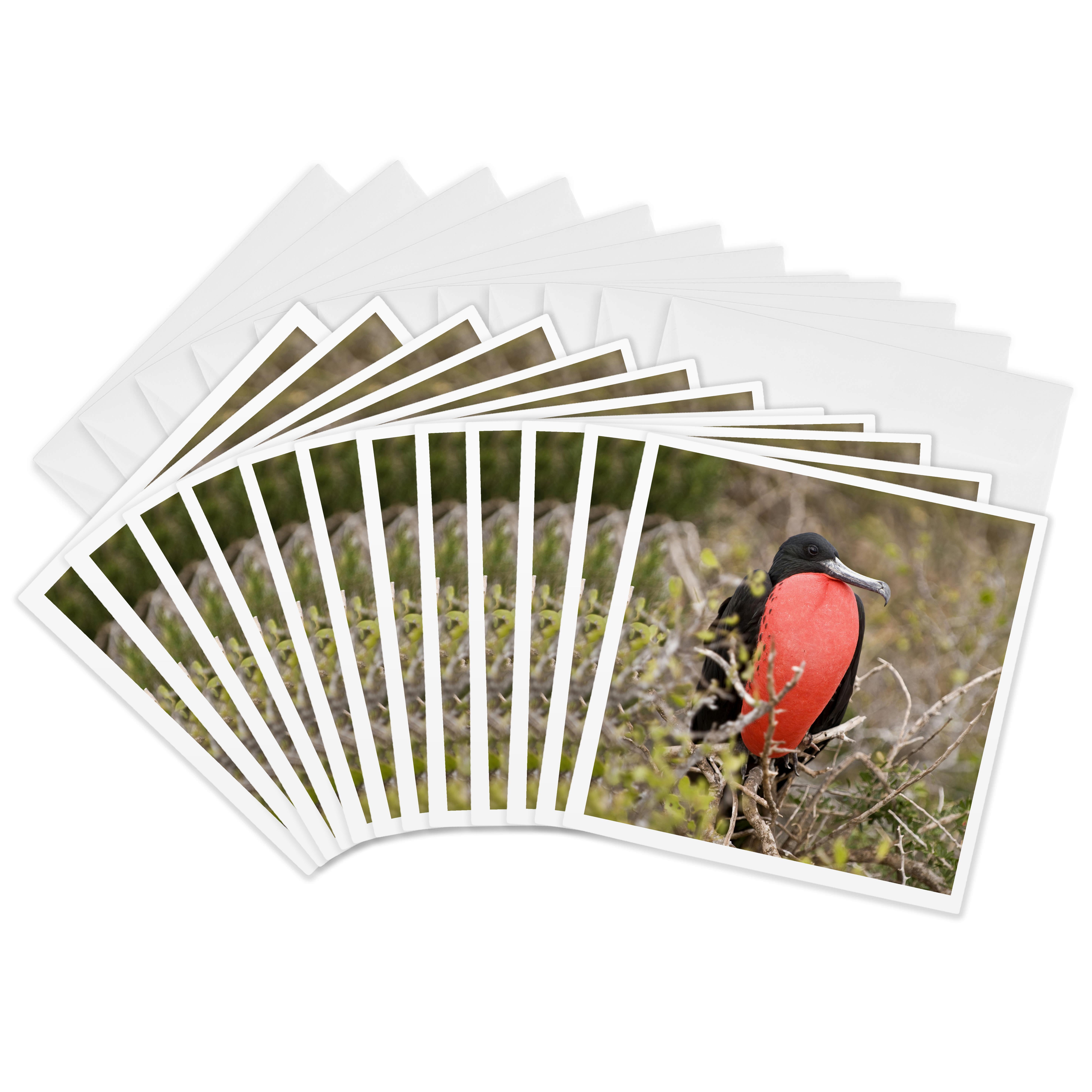 3drose, Ecuador, Galapagos Islands, Magnificent Frigatebird - Sa07 ...