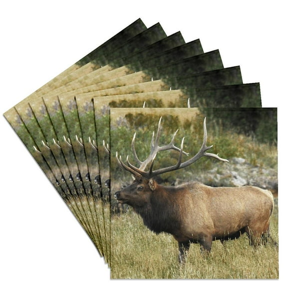 3drose, Elk Wildlife, Rocky Mountains, Colorado, Usa - Us06 Mhe0002 ...