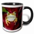 3drose, Emerald-eyed Tree Frog Resting on Bromeliad., 11oz Two-tone ...