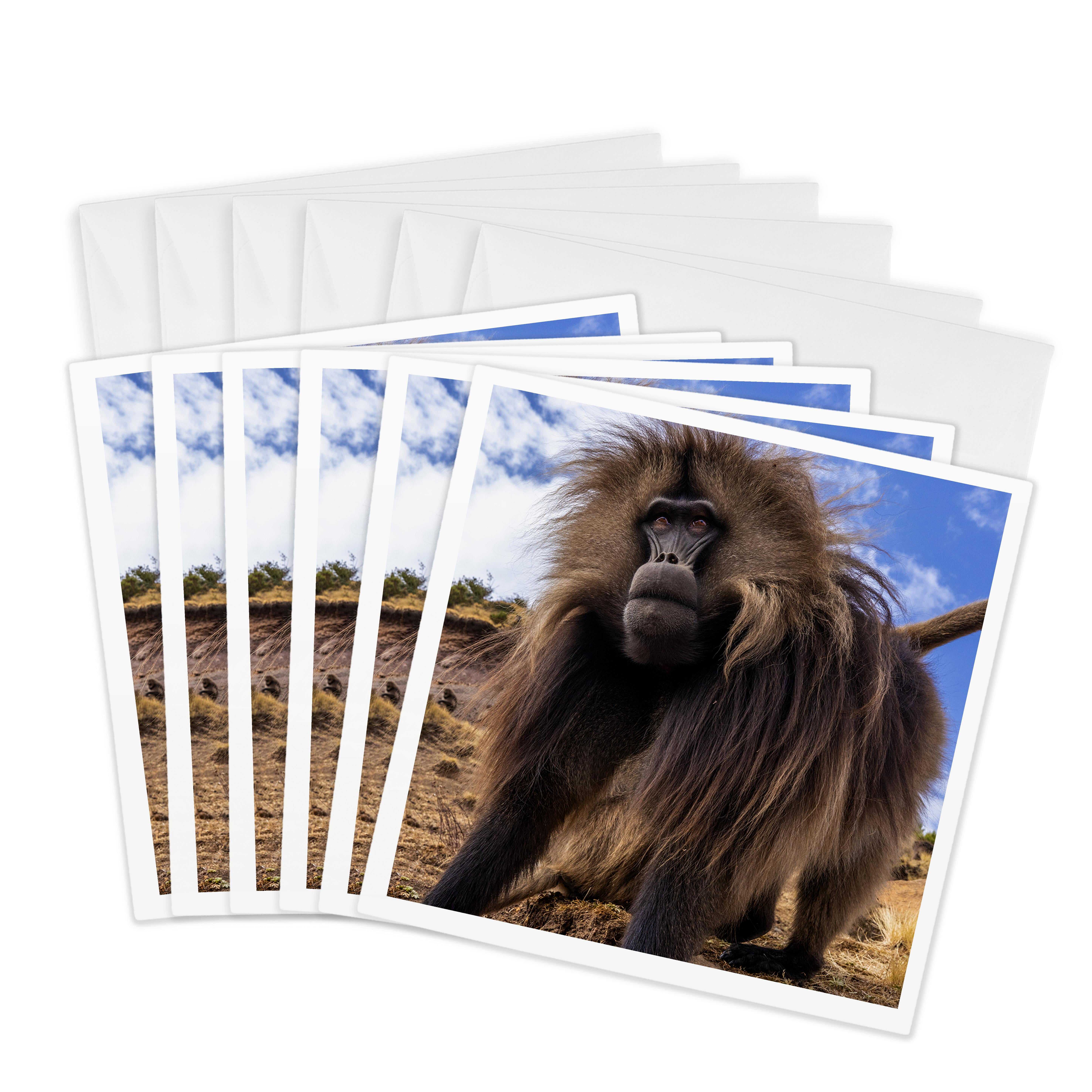 3drose, Ethiopia, Simian Mountains. Closeup of Wild Male Gelada Baboon ...