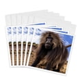 3drose, Ethiopia, Simian Mountains. Closeup of Wild Male Gelada Baboon ...