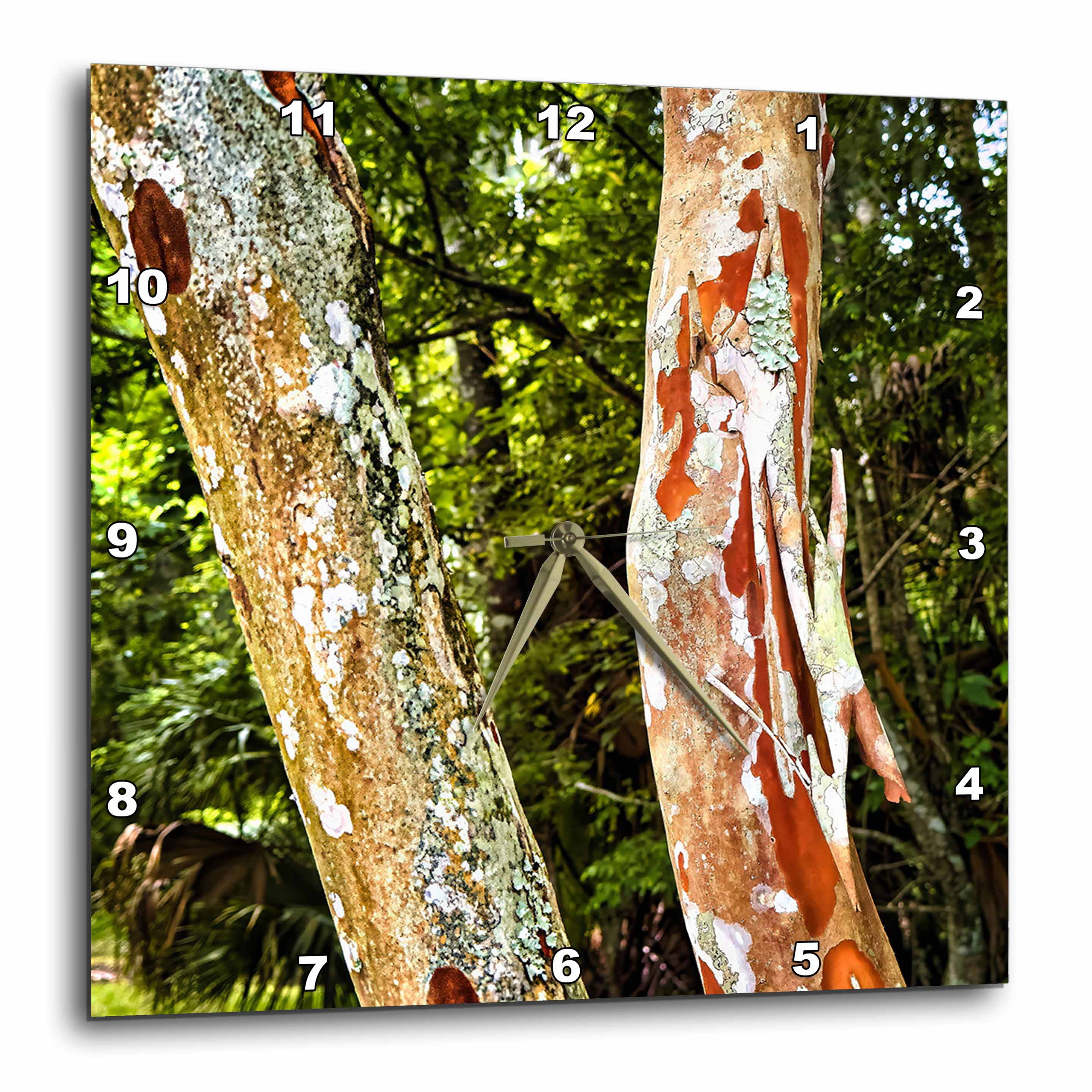 3drose, Eucalyptus Tree with Bark Detail, 15x15 Wall Clock - Walmart.com