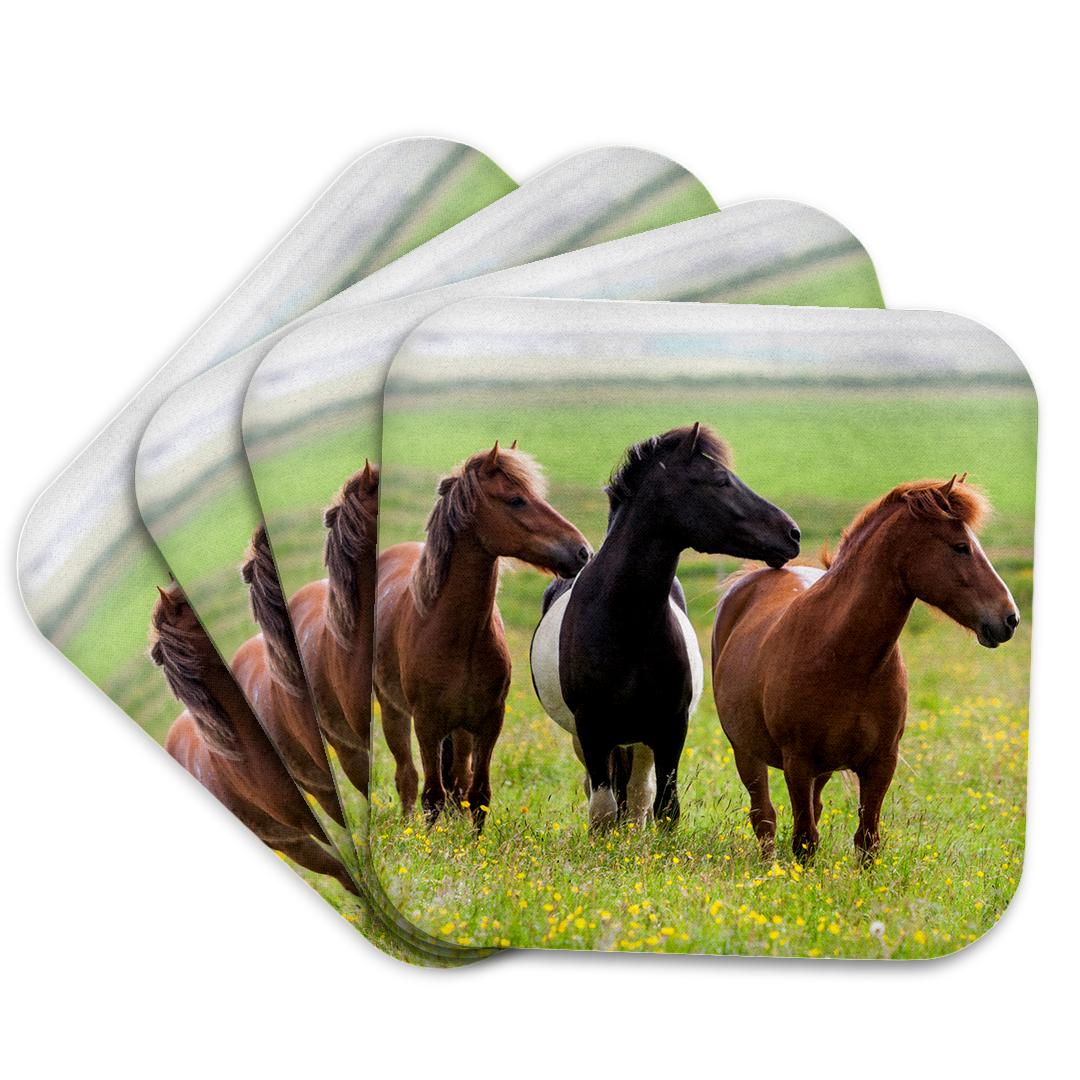 3drose, Europe, Iceland, Icelandic Horses in a Field of Wildflowers ...