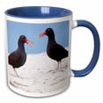 3drose, Falkland Islands. Black-browed Albatross on Nest with Large ...