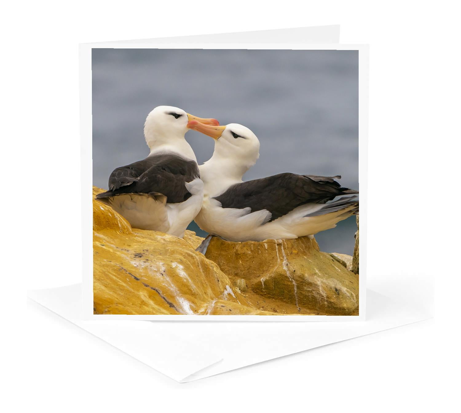 3drose, Falkland Islands, Carcass Island. Bright Blue Lagoon., 1 ...