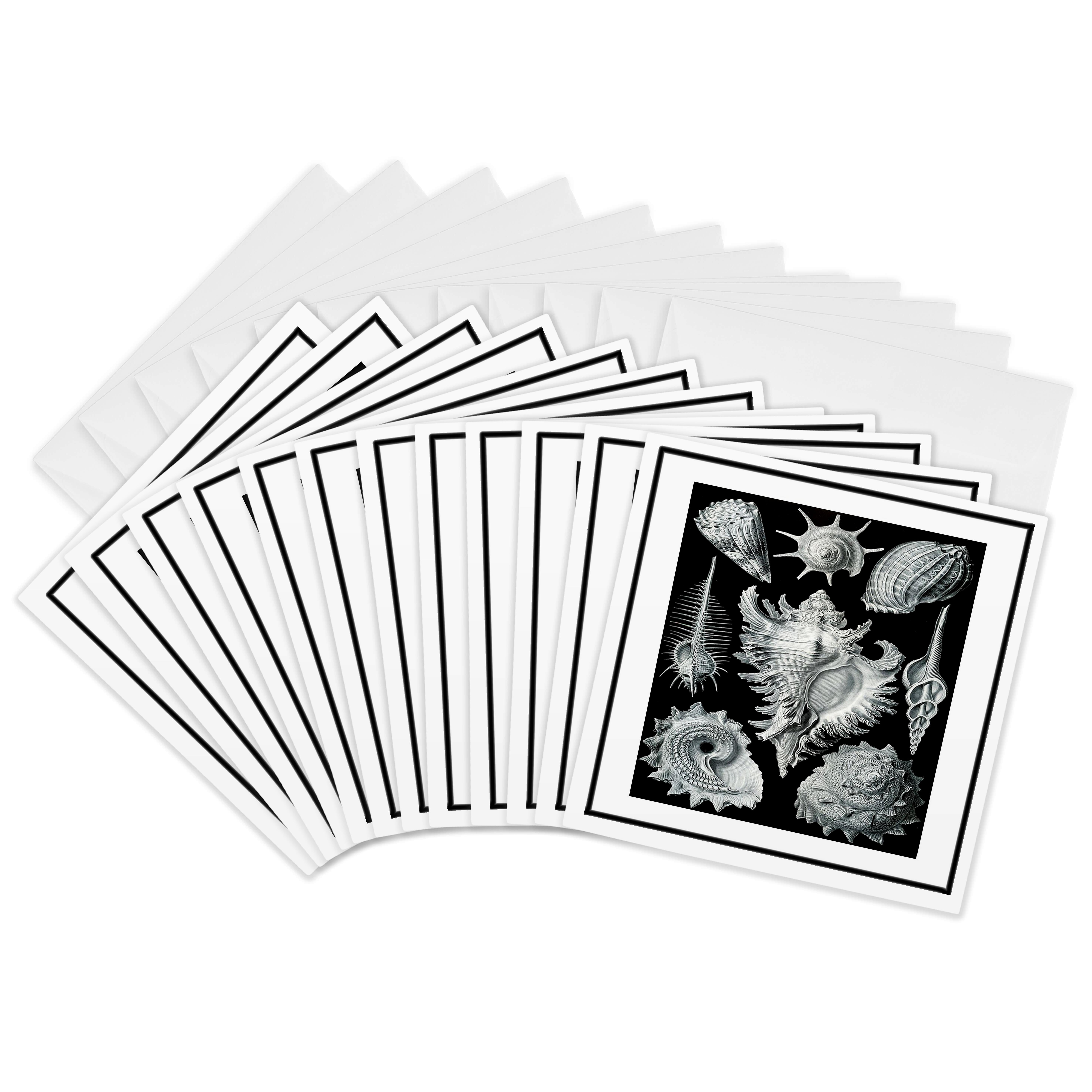 3drose, Famous Biologist Black N White Sketch of Seashells 1904, 12 ...