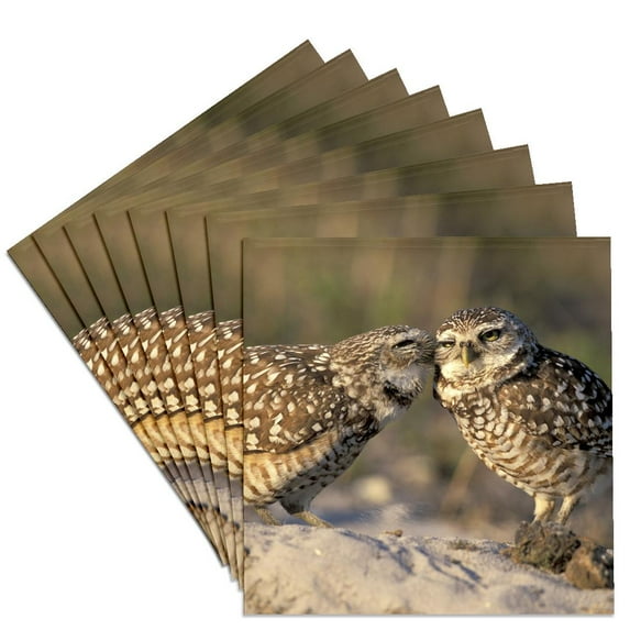 3drose, Florida, Fort Myers. Burrowing Owl Pair - Na02 Cad0034 ...