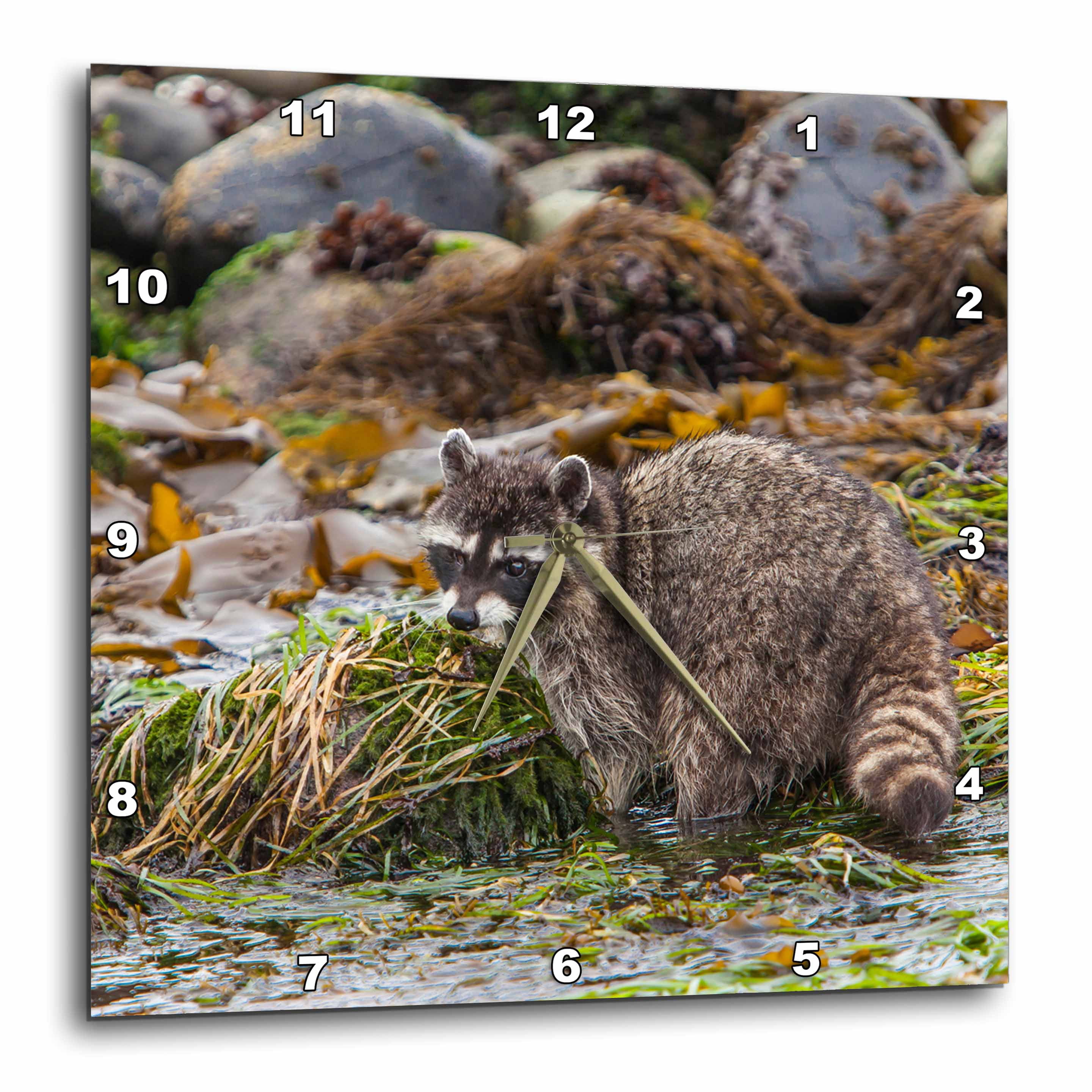 3drose, Foraging Raccoon at Low Tide, Crescent Beach, Washington, 13x13 ...