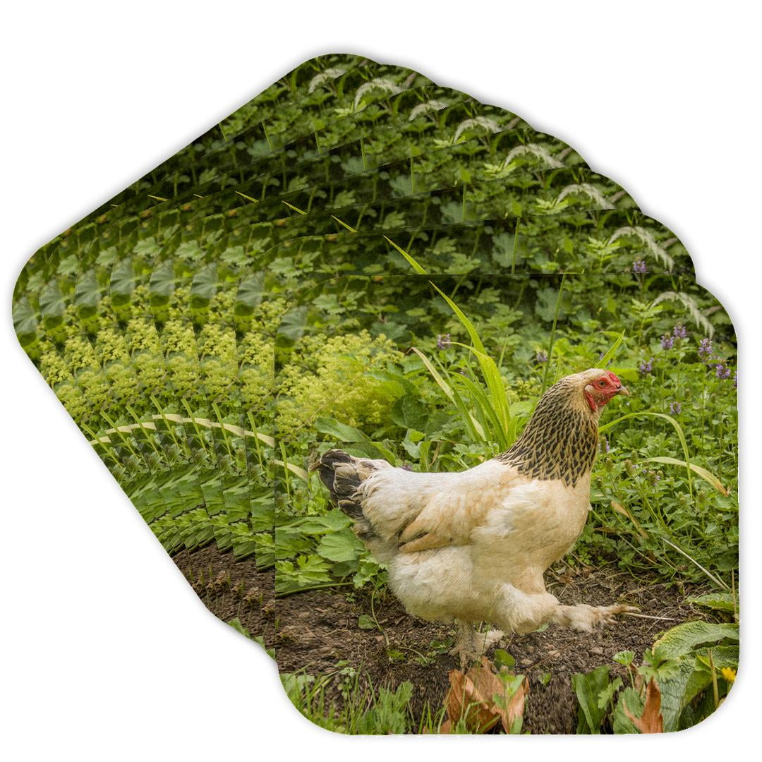 3drose, Free-range Buff Brahma Hen Walking in a Garden., Set of 8 ...