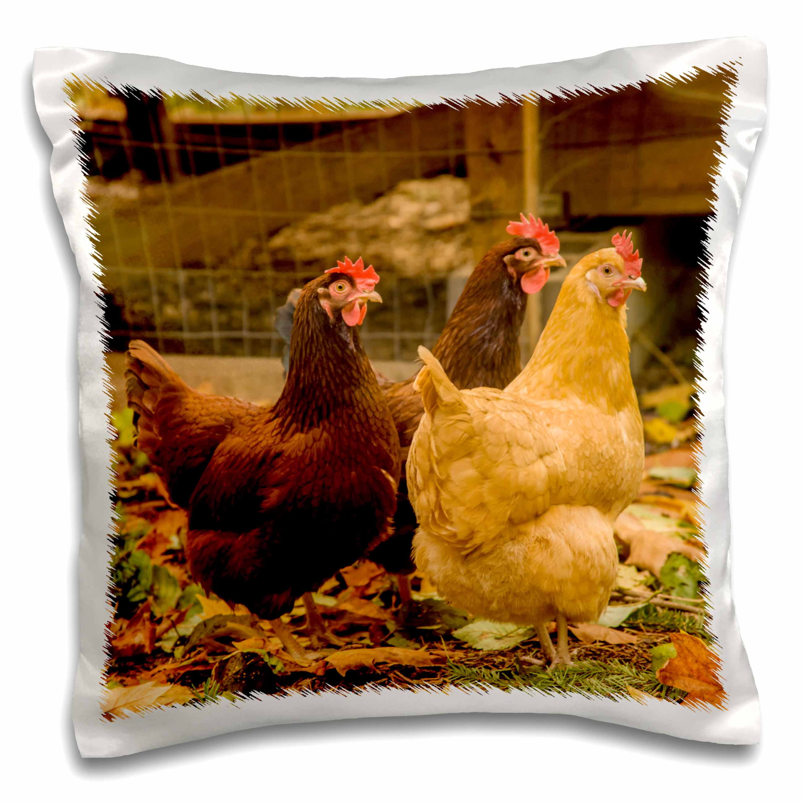 3drose, Free-ranging Buff Orpington and Rhode Island Red Chickens ...