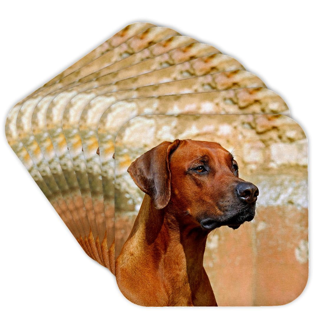 3drose, Funny Portrait of Rhodesian Ridgeback Dog, Set of 8 Coasters ...