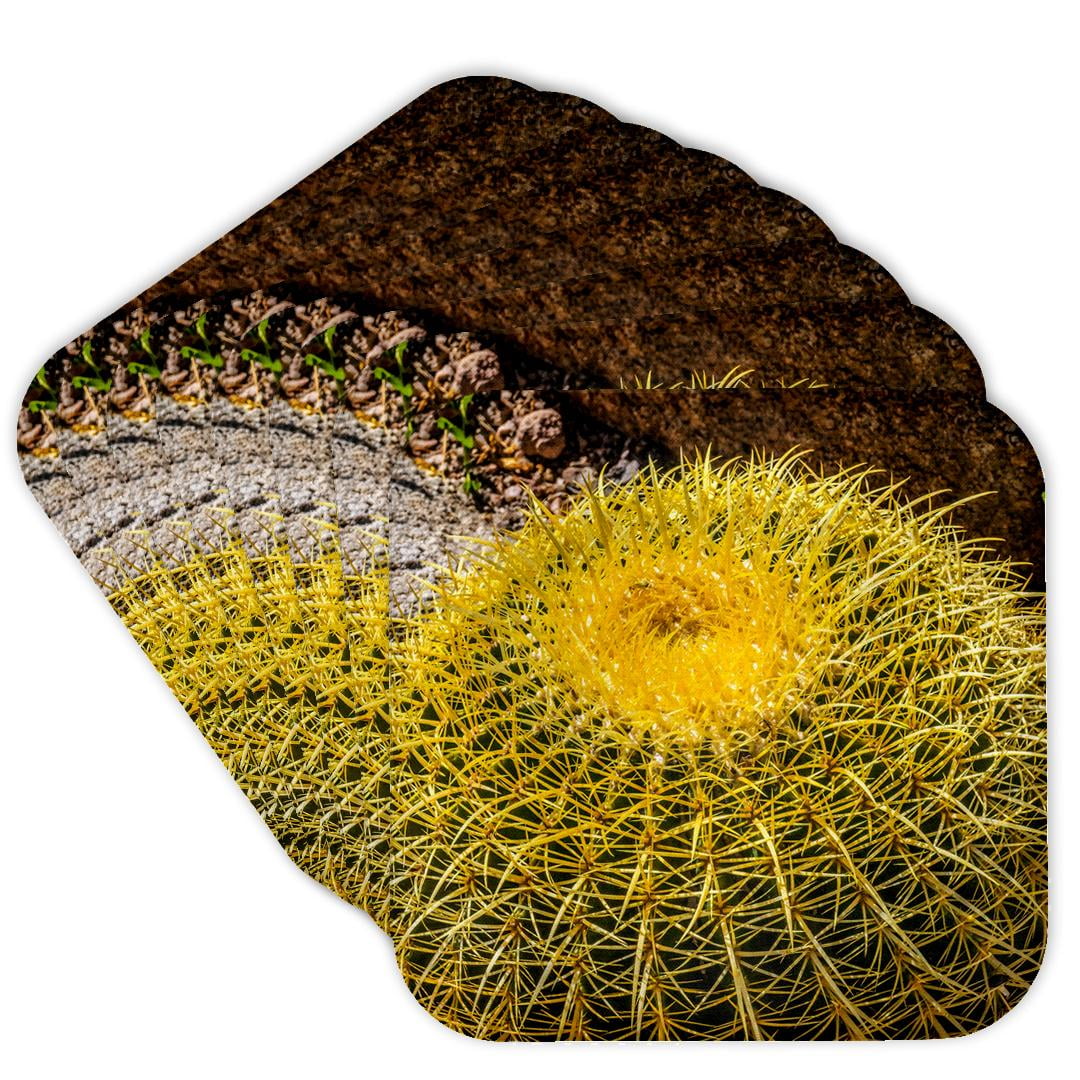 3drose, Golden Barrel Cactus Bloom, Desert Botanical Garden, Phoenix ...