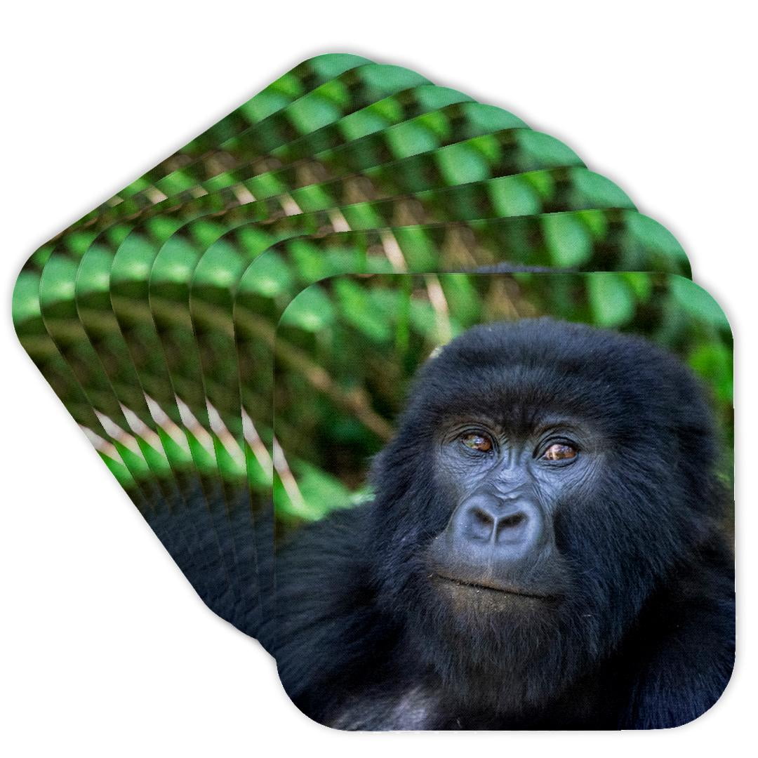 3drose, Gorilla in the Forest, Parc National Des Volcans, Rwanda, Set ...