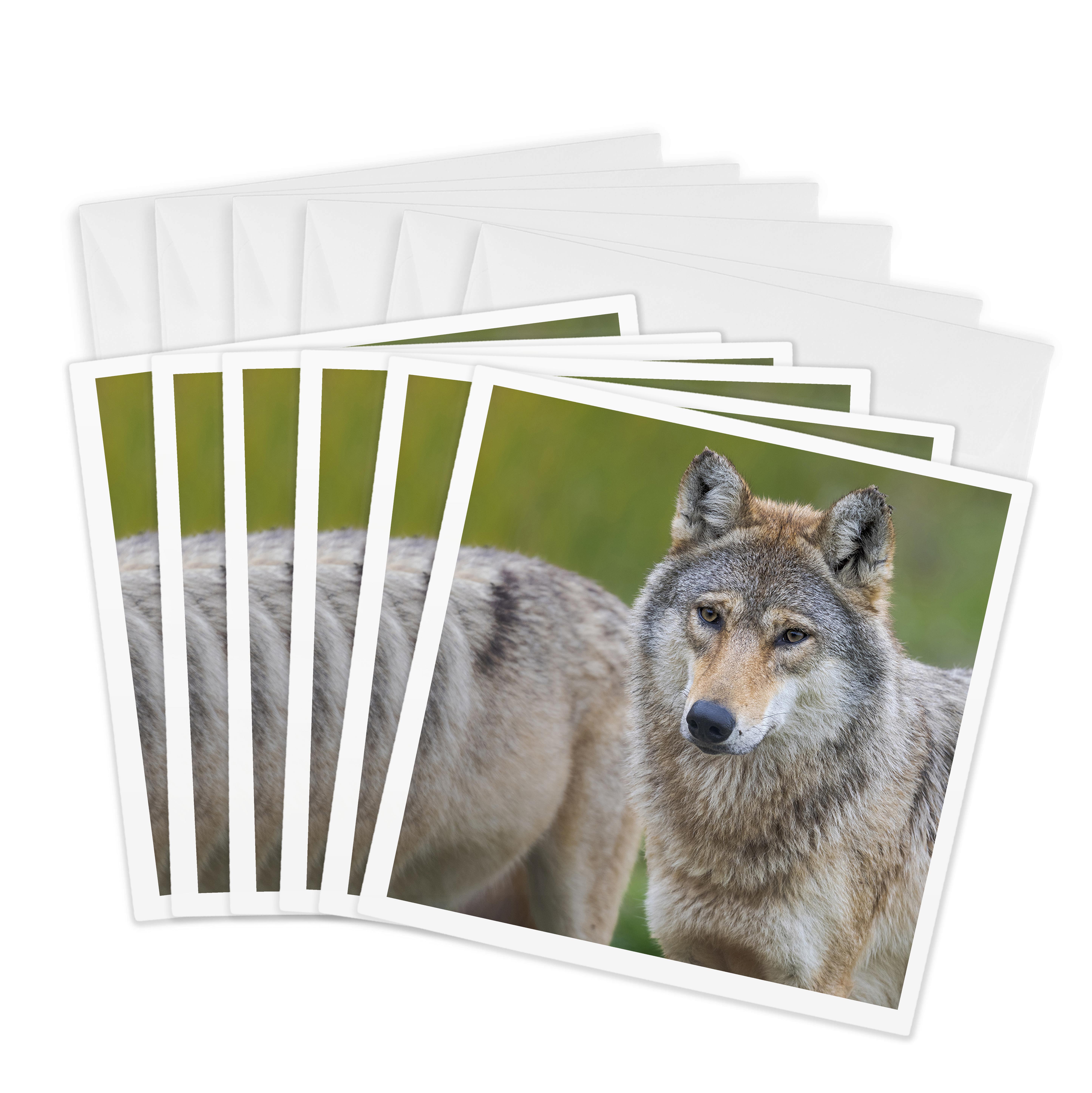 3drose, Gray Wolf in Wildlife Center of National Park Hortobagy ...