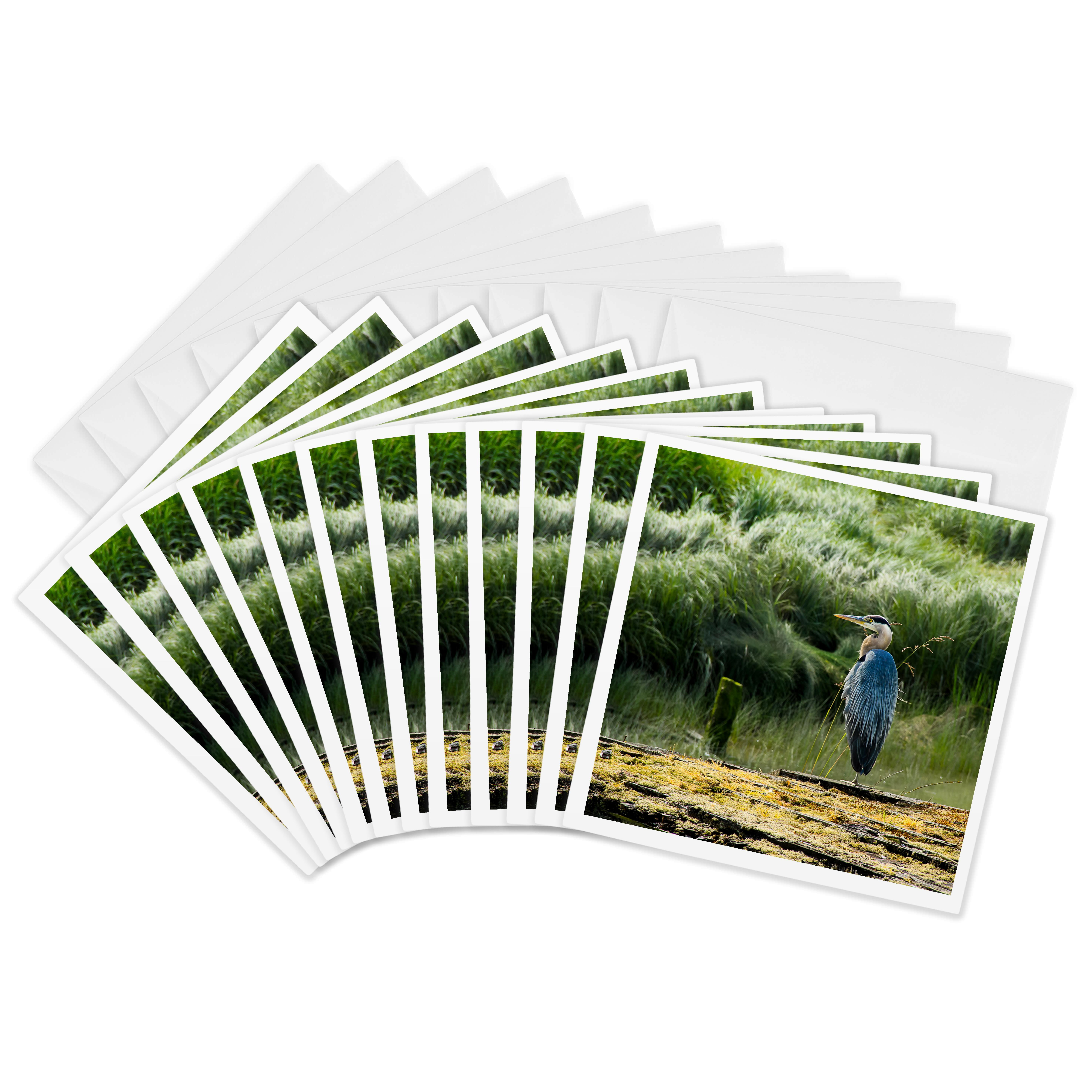 3drose, Great Blue Heron, 12 Greeting Cards with Envelopes - Walmart.com