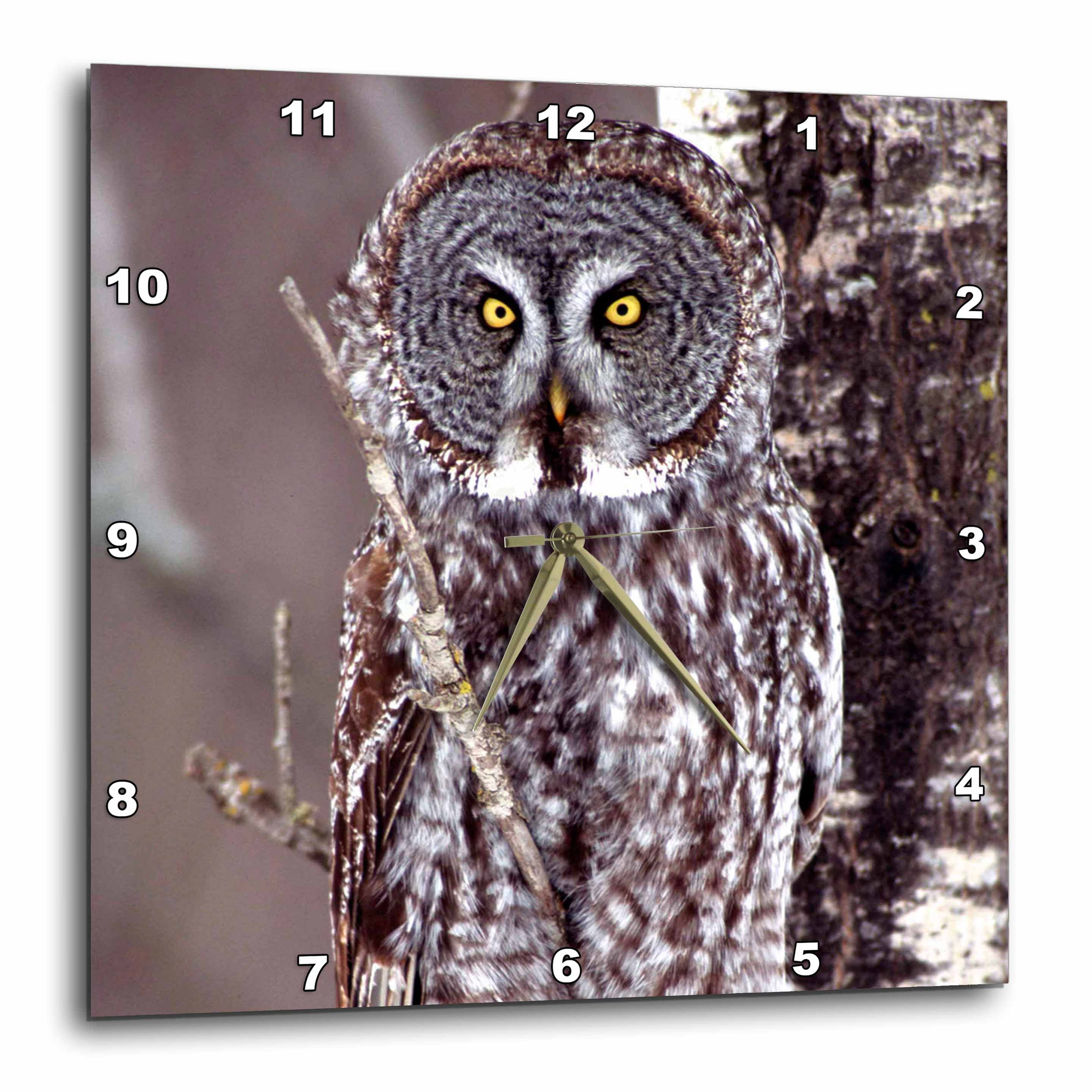 3drose, Great Gray Owl on an Aspen Tree - Us24 Bfr0108 - Bernard Friel ...