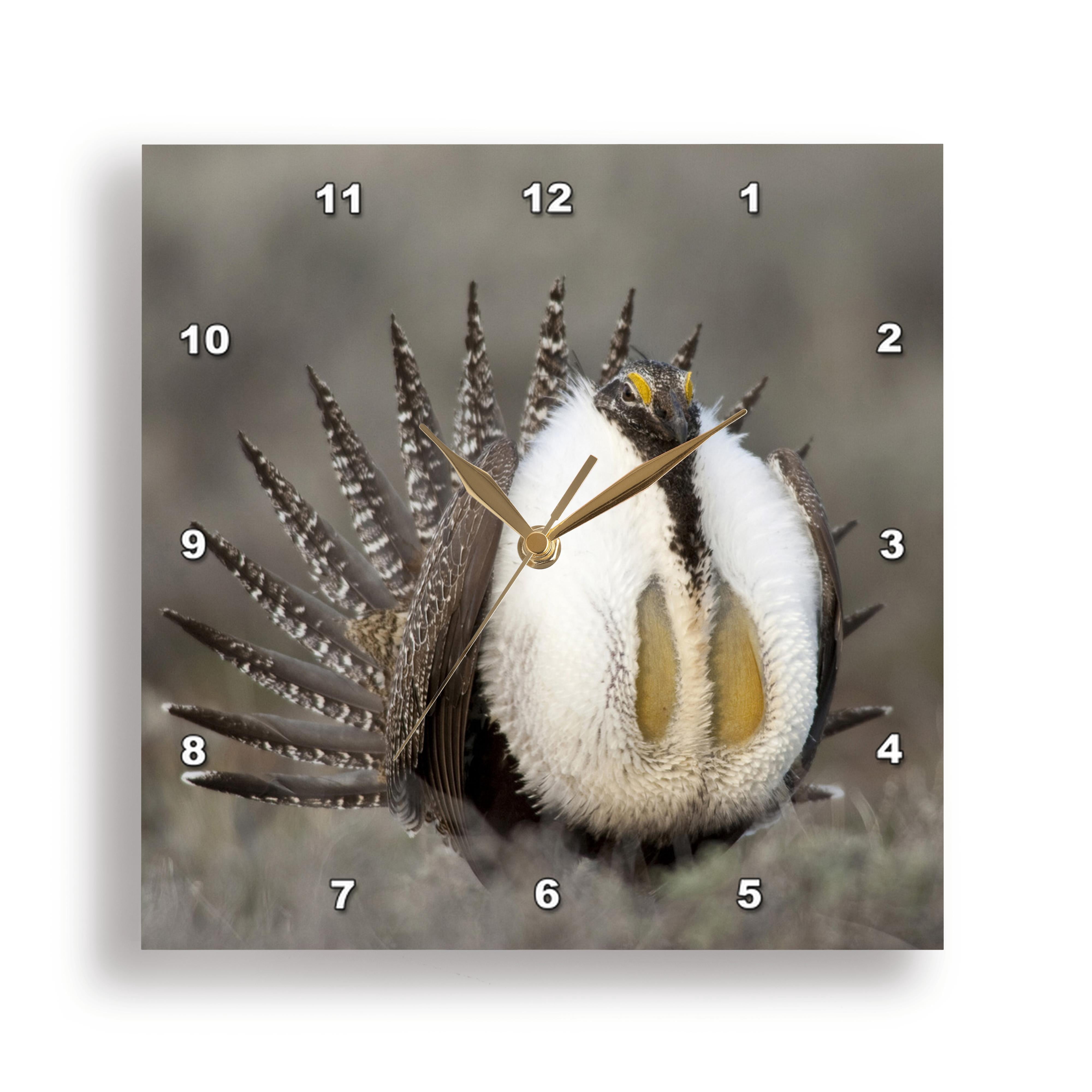 3drose, Greater Sage Grouse Bird, Foster Flats, Oregon - Us38 Rbr0065 ...