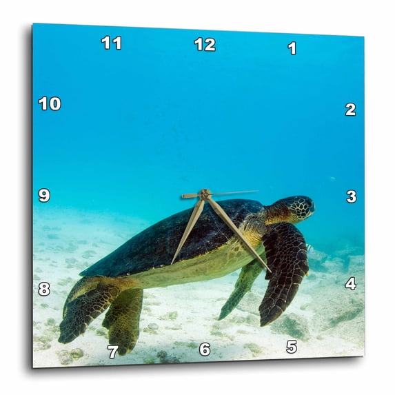 3drose, Green Sea Turtle, Underwater, Galapagos Islands, 15x15 Wall ...