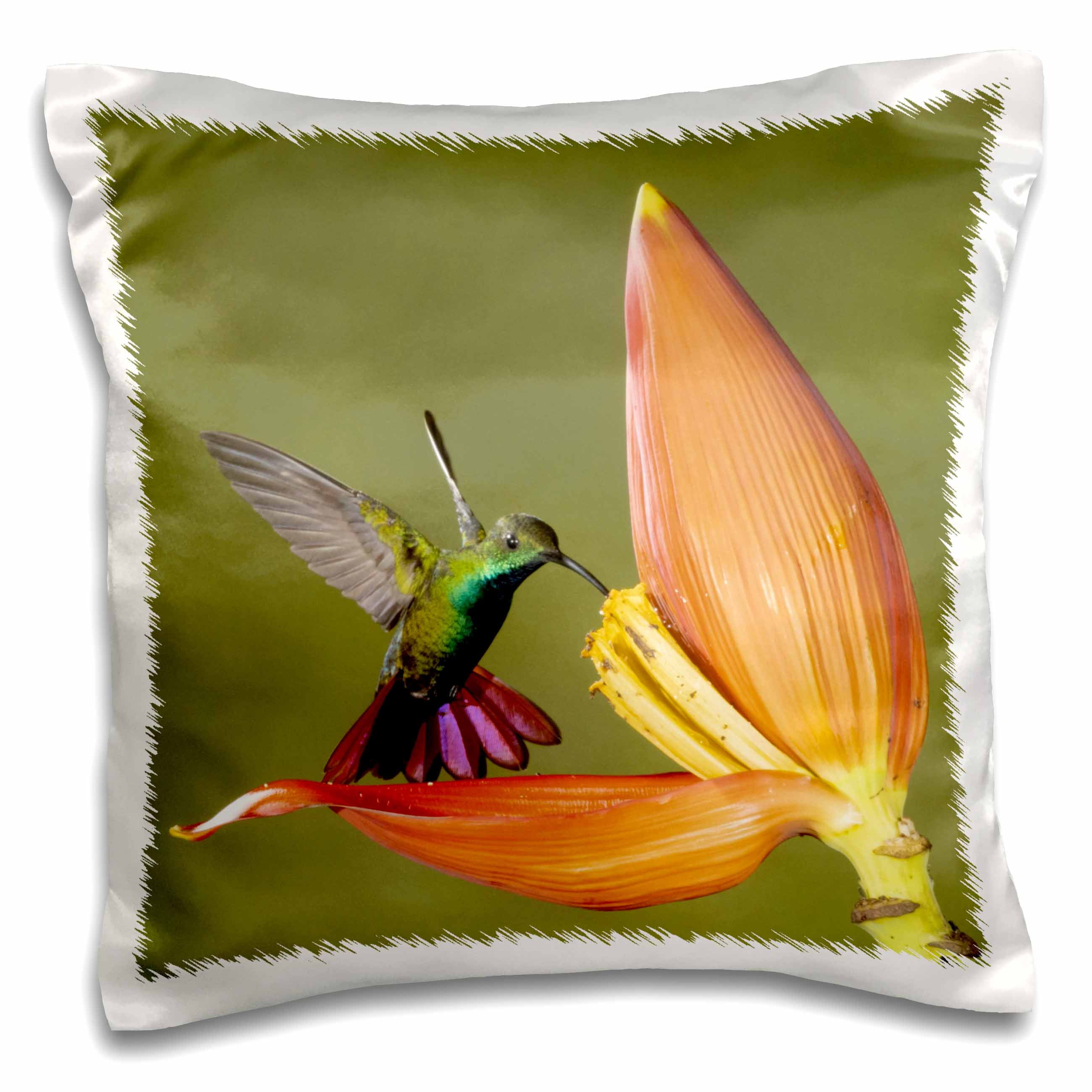 3drose, Green-breasted Mango Hummingbird, Costa Rica, Central America ...