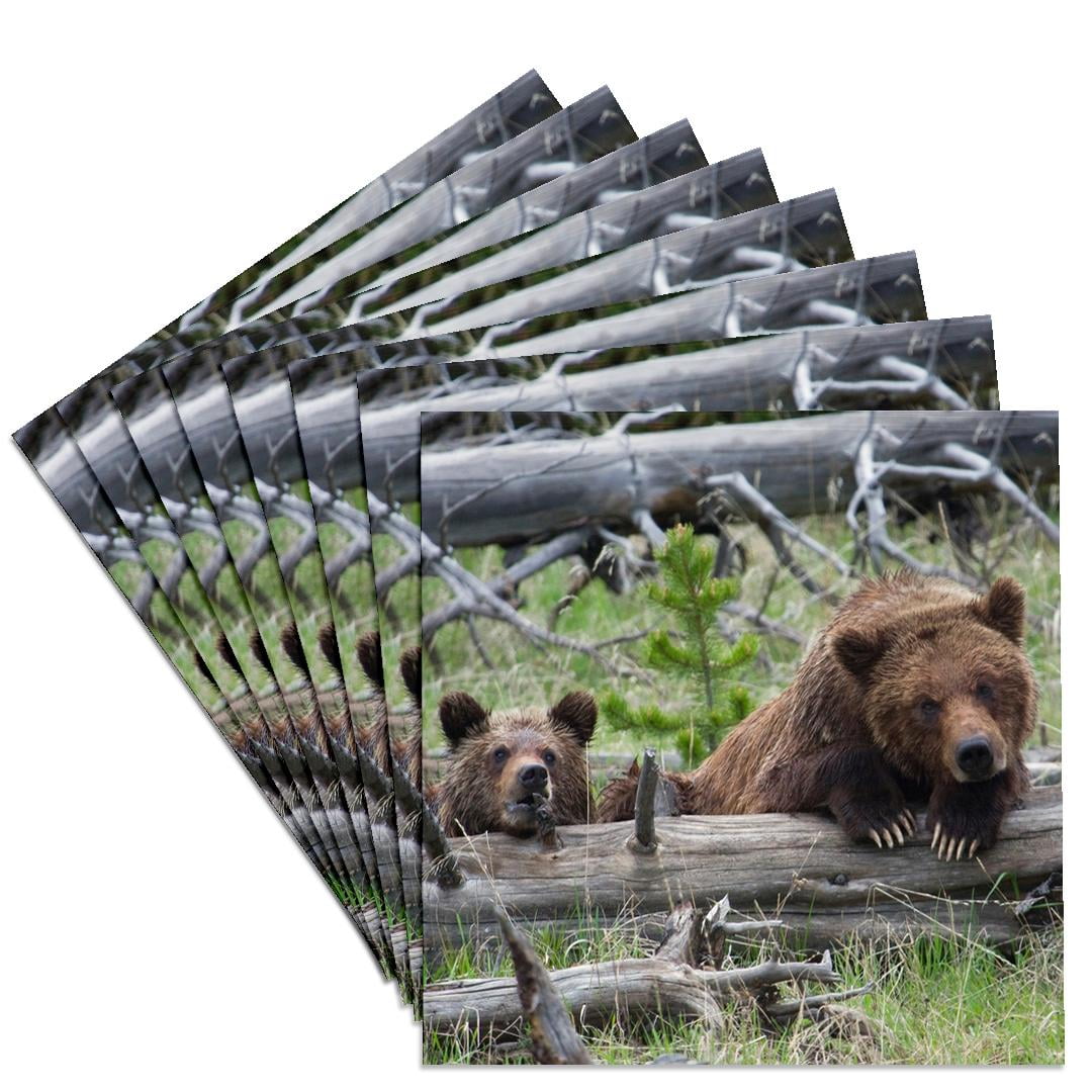 3drose, Grizzly Bear Sow and Cub, Set of 8 Ceramic Tile Coasters ...