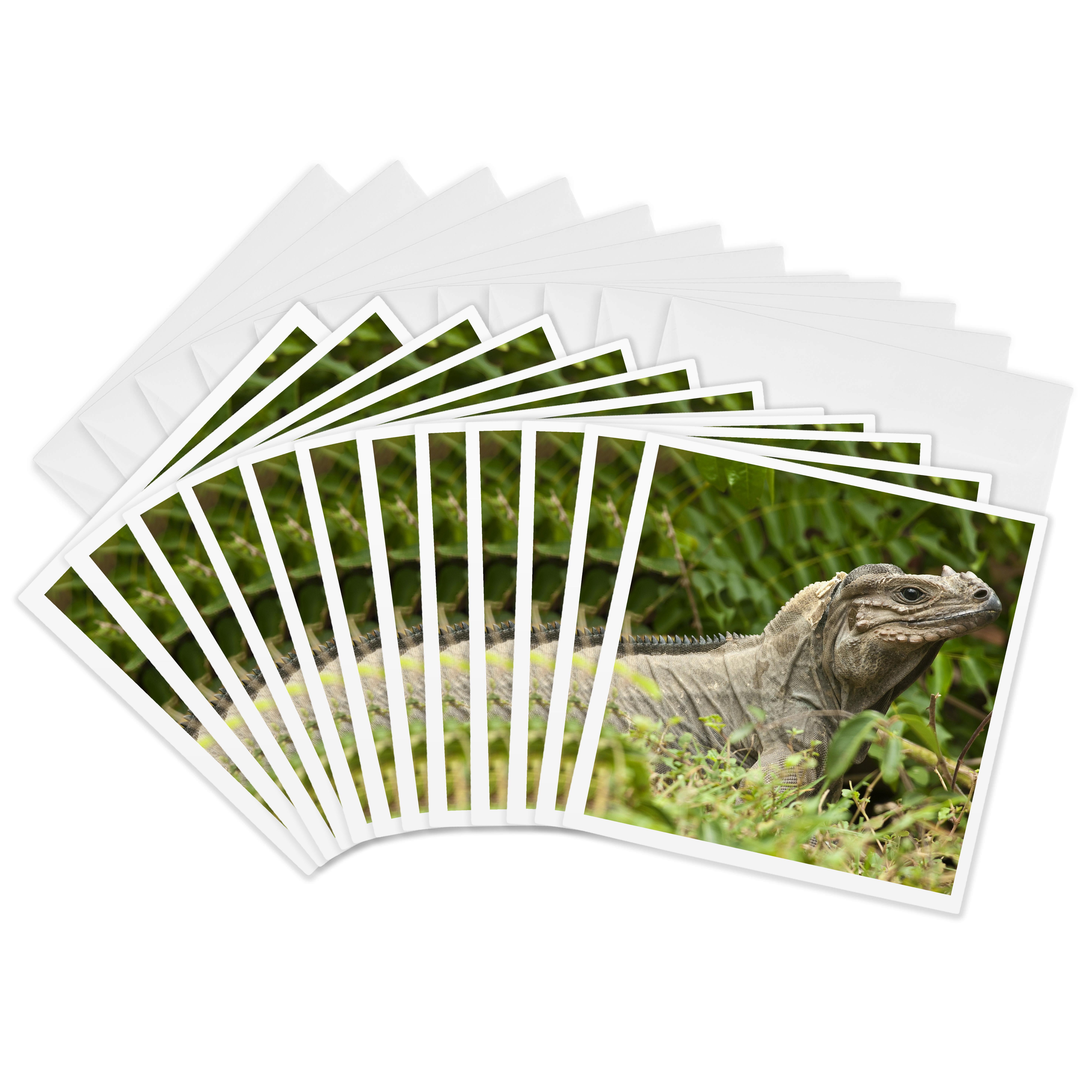 3drose, Ground Iguana Lizard, Pajaros, Mona Island, Puerto Rico-ca27 Mpr0067 - Maresa Pryor, 12 ...