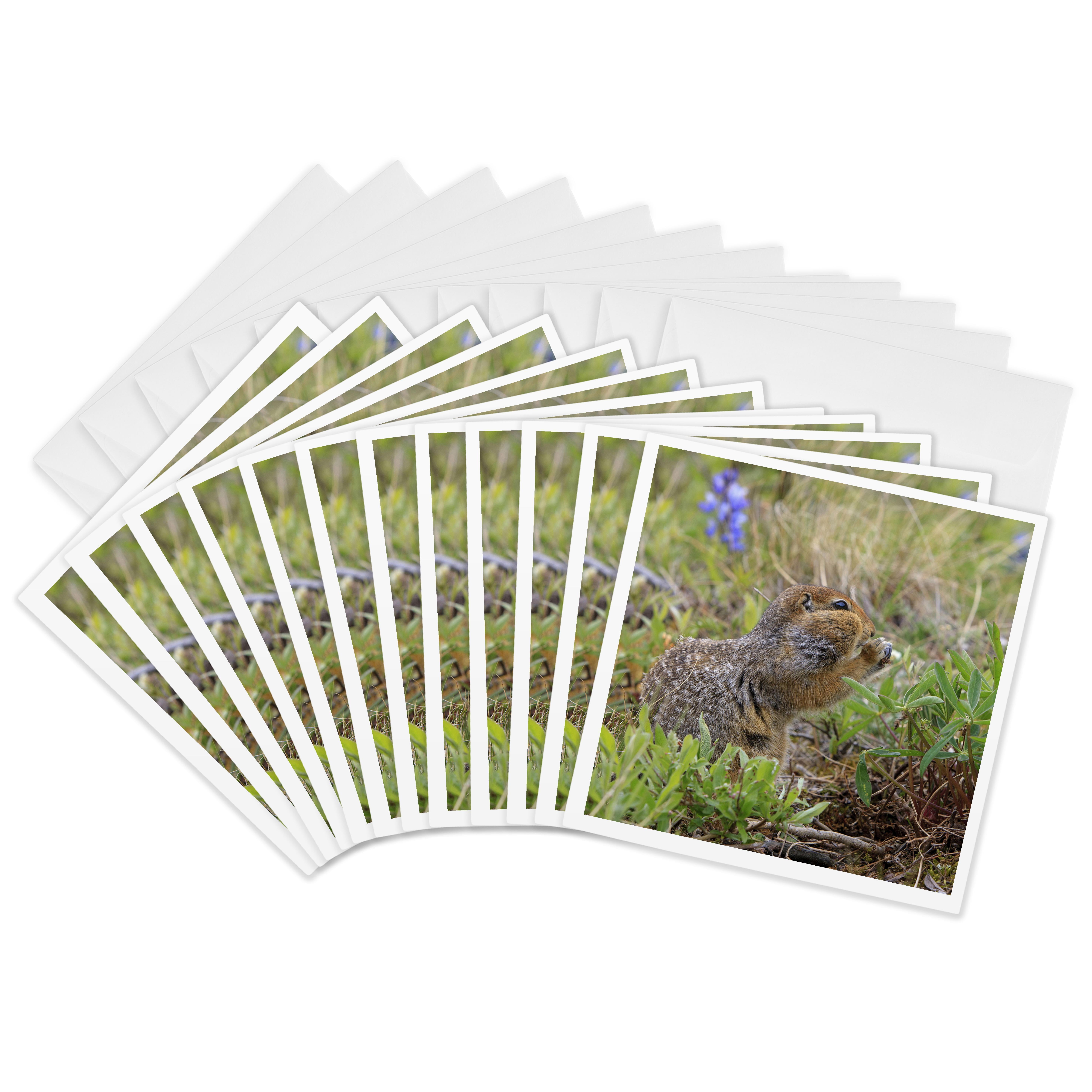3drose, Ground Squirrel, Arctic Wildlife Refuge, Alaska, Usa - Us02 ...