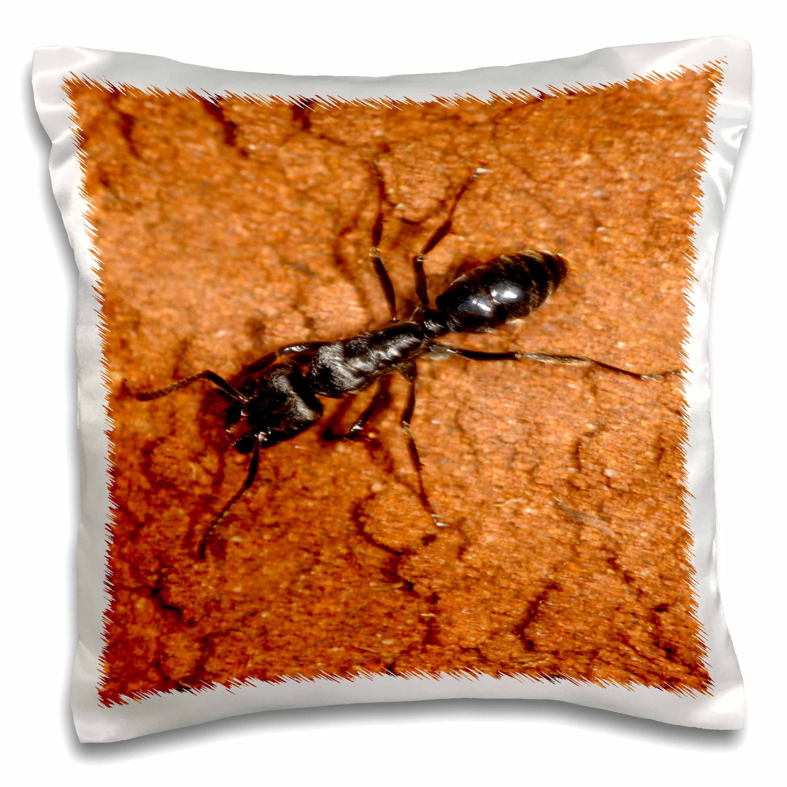 3drose, Harvester Ant Insect, Mkuze Game Reserve, South Africa-af42 ...