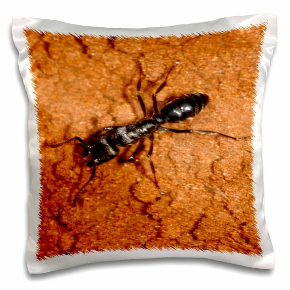 3drose, Harvester Ant Insect, Mkuze Game Reserve, South Africa-af42 ...