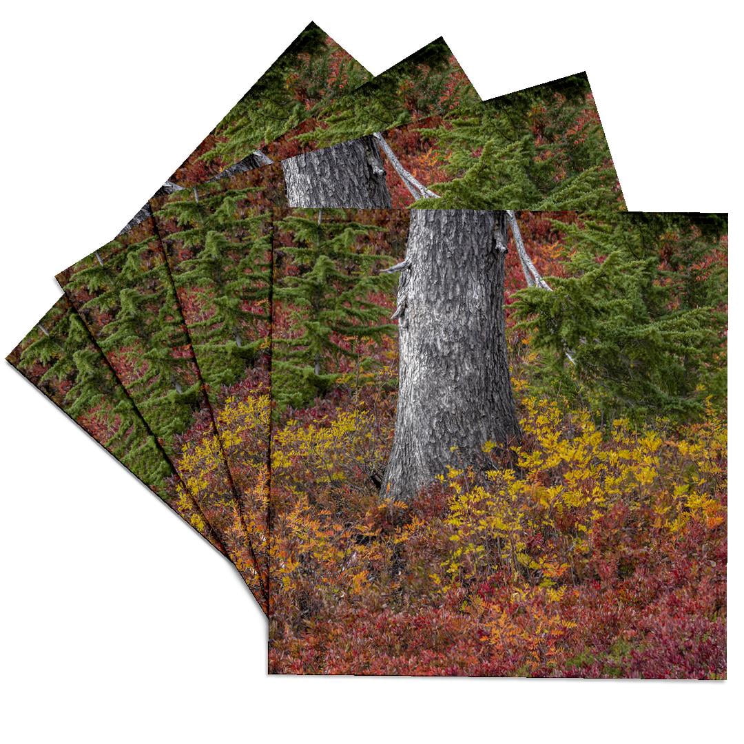 3drose, Huckleberry Bushes and Ash Trees. Mount Rainier Natl Park, Wa ...