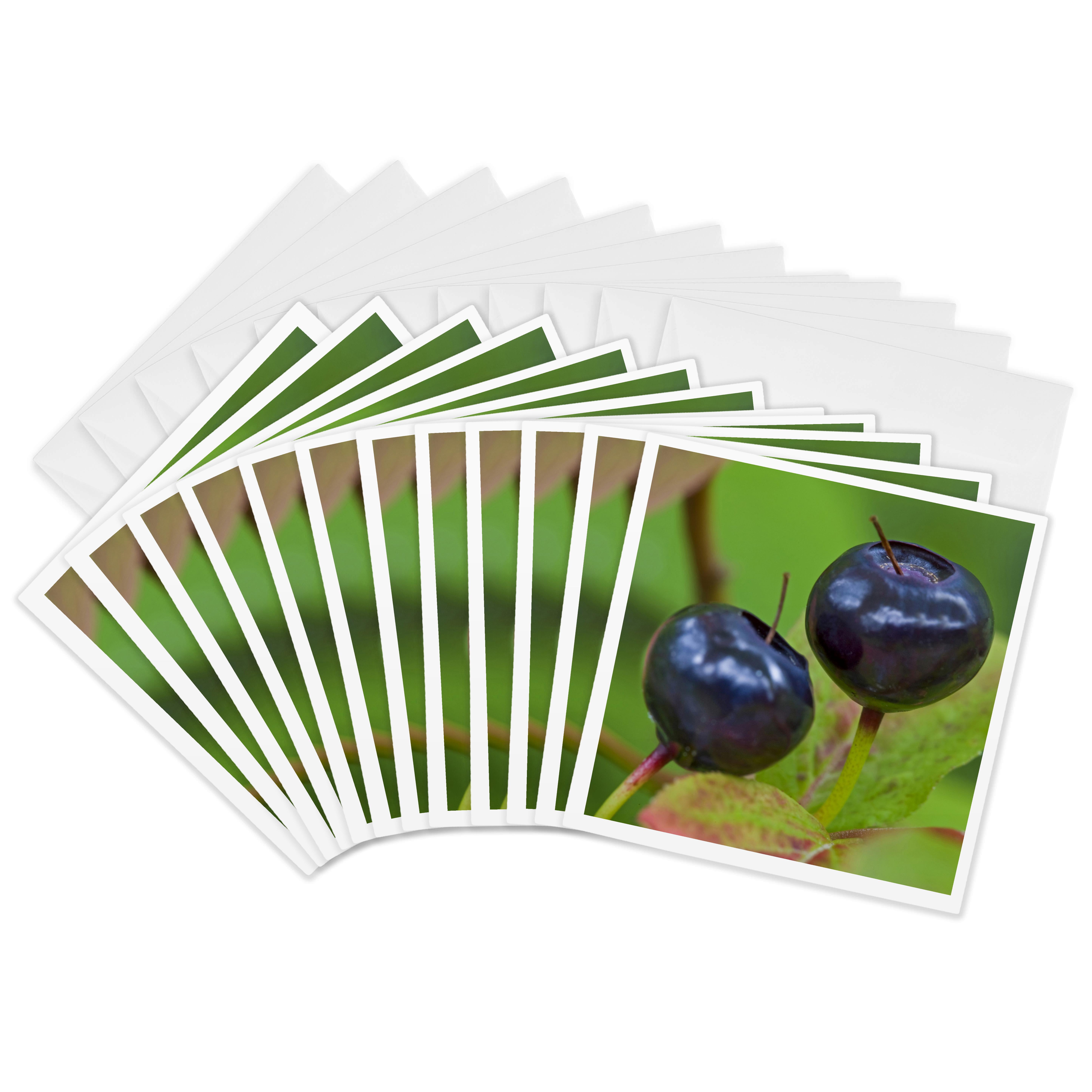 3drose, Huckleberry Fruit, Flathead National Forest, Montana - Us27 ...