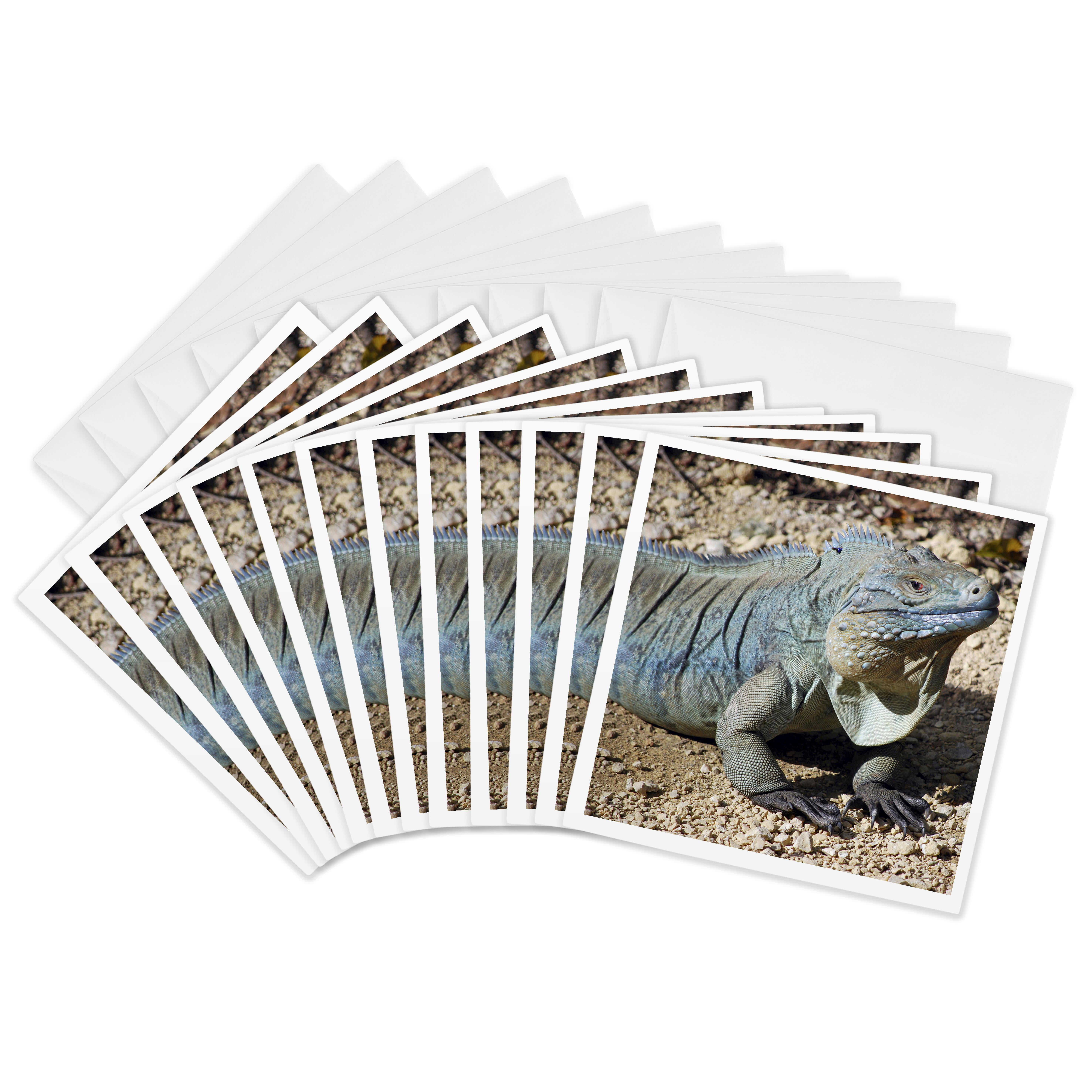 3drose, Iguana Lizard, Queen Elizabeth Ii Park, Grand Cayman-ca42 Lse0015 - Lynn Seldon, 12 ...