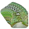 3drose, Image of Mossy Tress Overhang Road at Myakka Park Florida ...